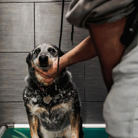 About Us - Urban Mutt Retreat