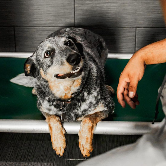 About Us - Urban Mutt Retreat