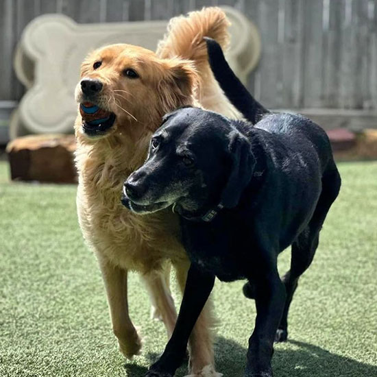 About Us - Urban Mutt Retreat
