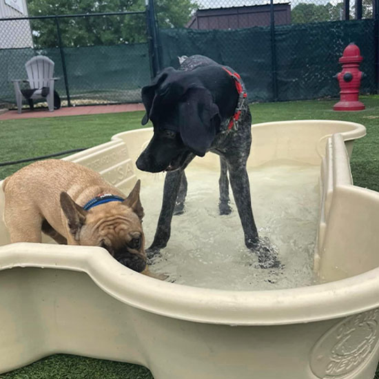 The Spaw - Urban Mutt Retreat