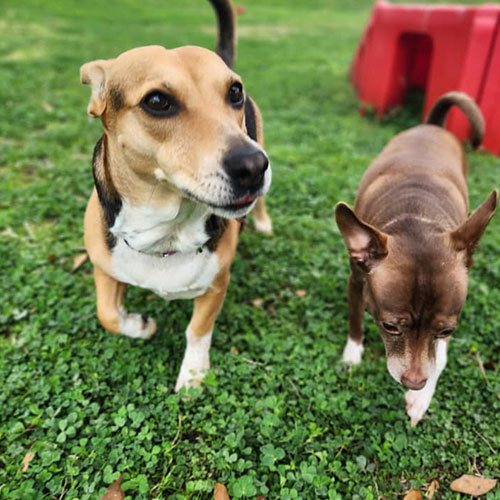 The Spaw - Urban Mutt Retreat