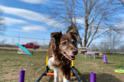 Home - Urban Mutt Retreat