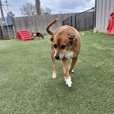 Boarding - Urban Mutt Retreat