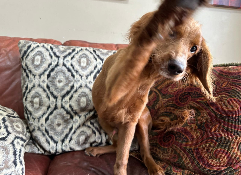 In-House Care - Urban Mutt Retreat