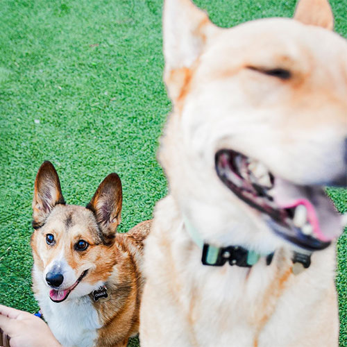 About Us - Urban Mutt Retreat