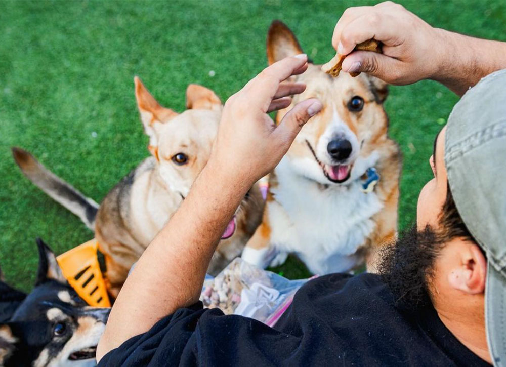 About Us - Urban Mutt Retreat