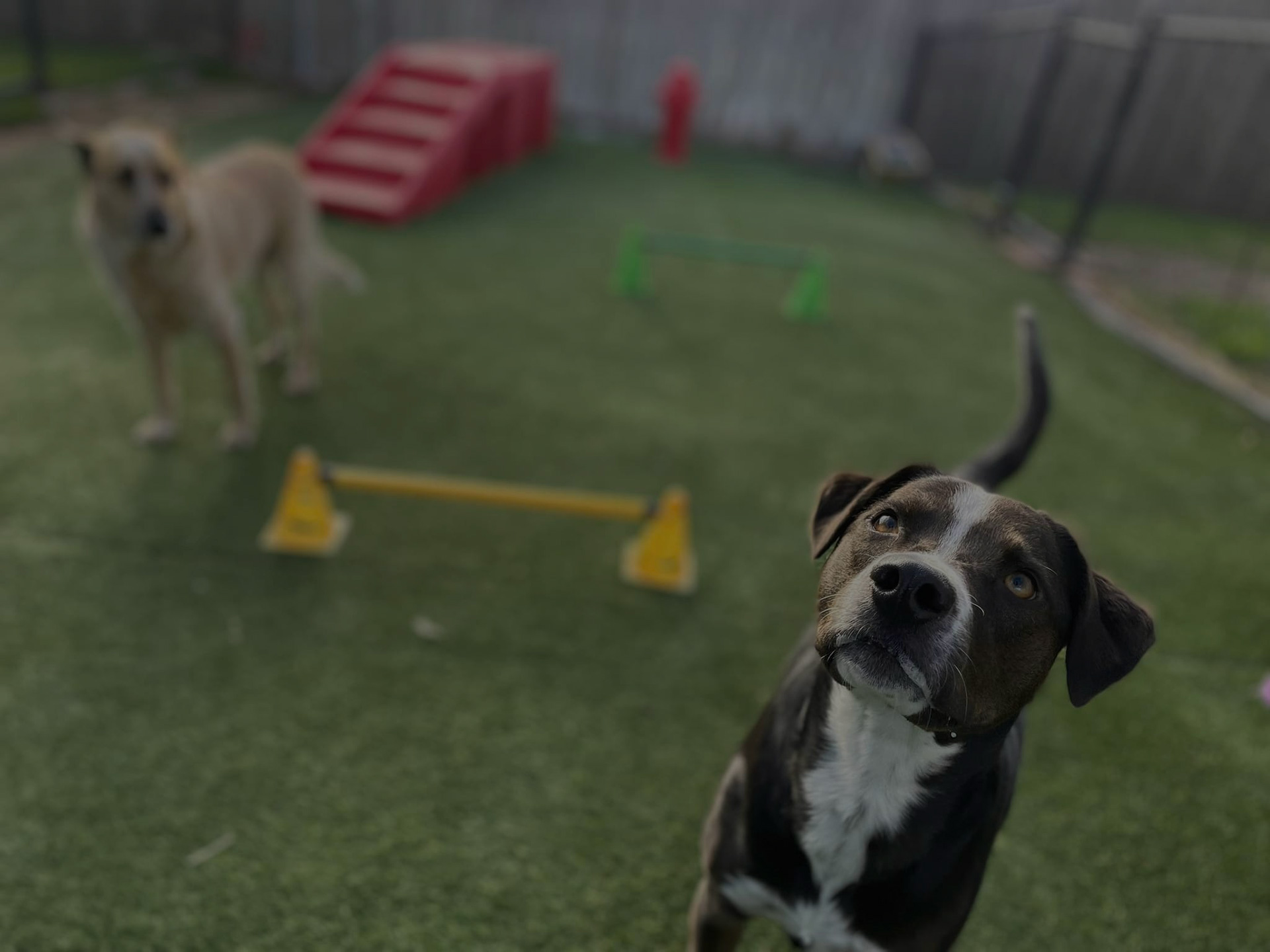 Home - Urban Mutt Retreat
