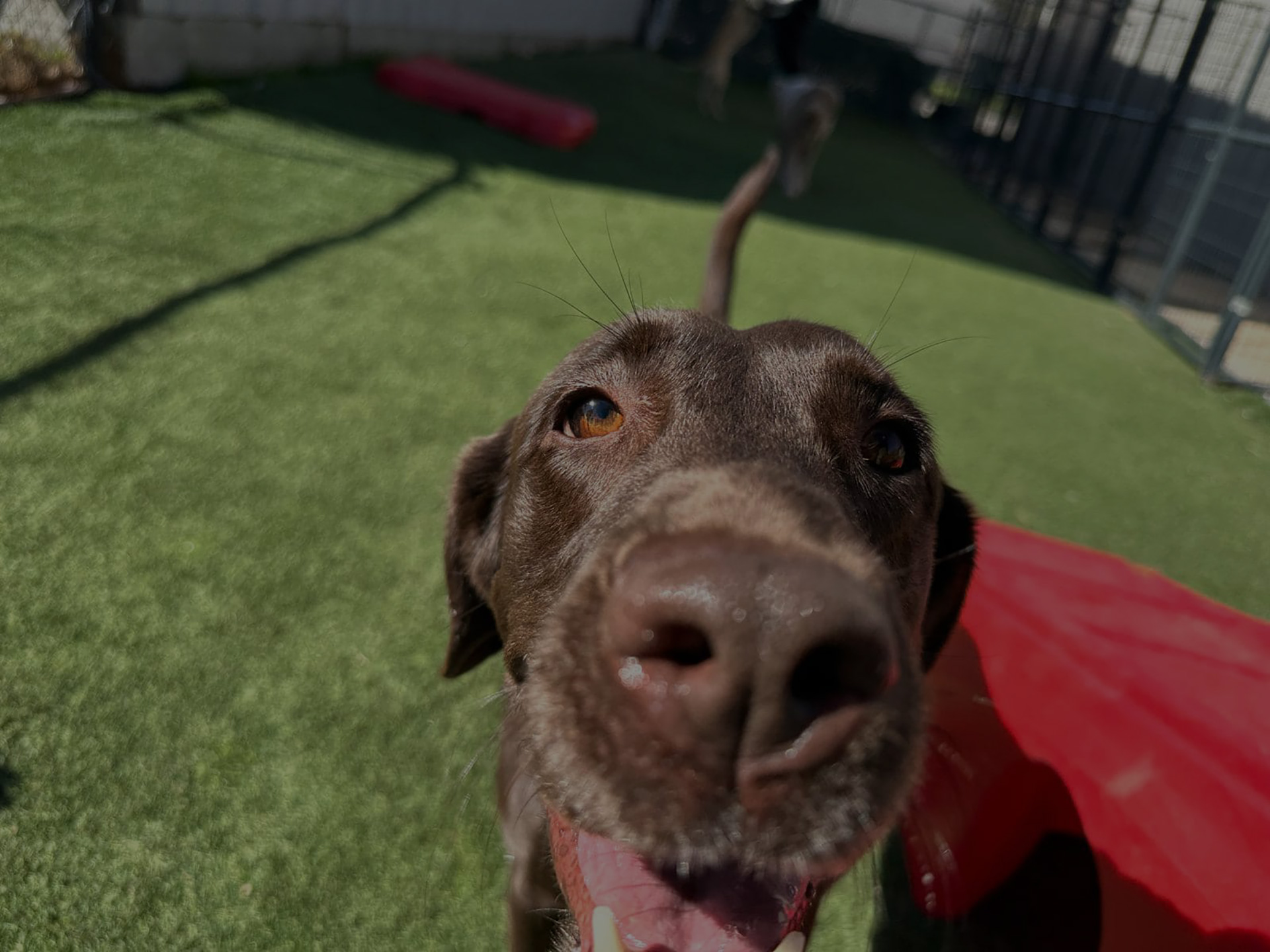 Home - Urban Mutt Retreat