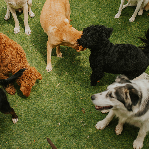 Board and Train Packages - Urban Mutt Retreat